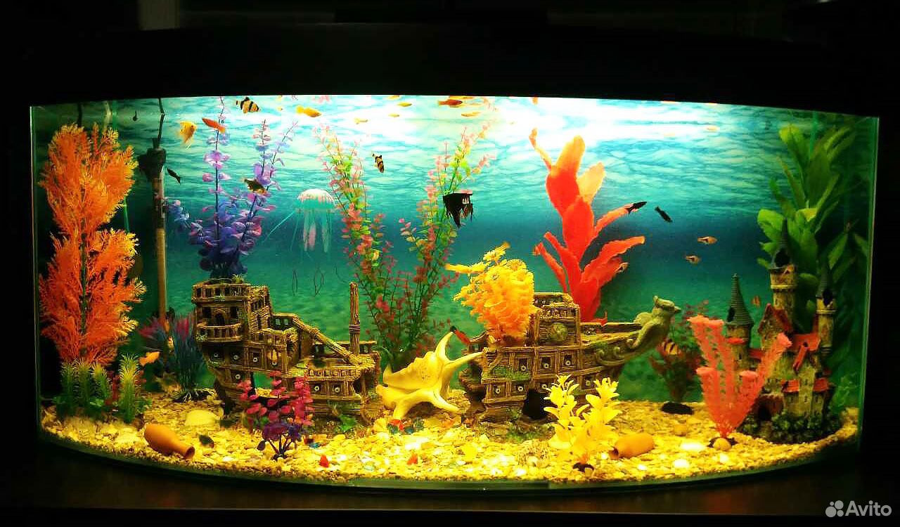 Аквариумы, оборудование и декорации