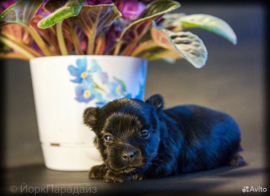 Черный йорк