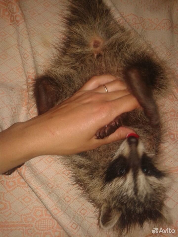 Енотик