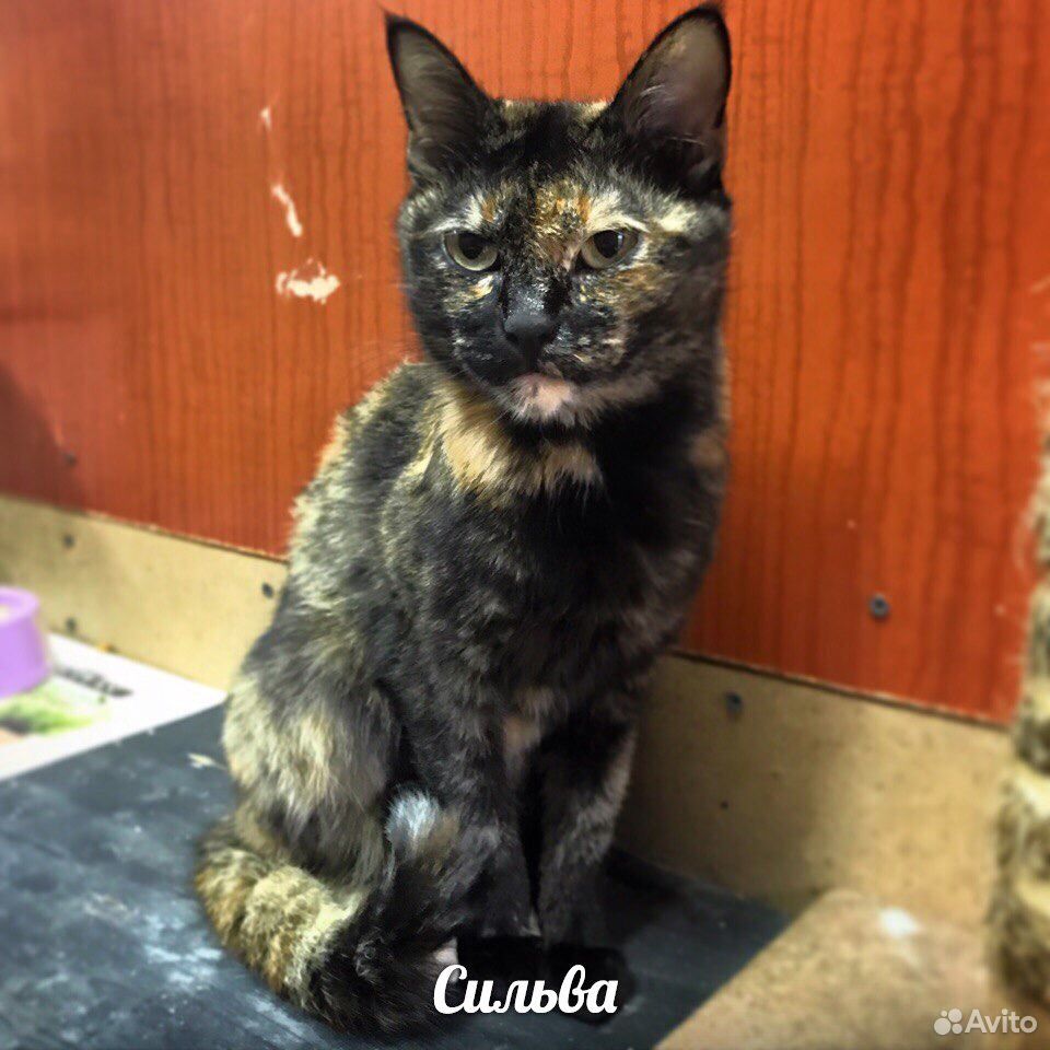Кошка-трёхцветочка Сильва