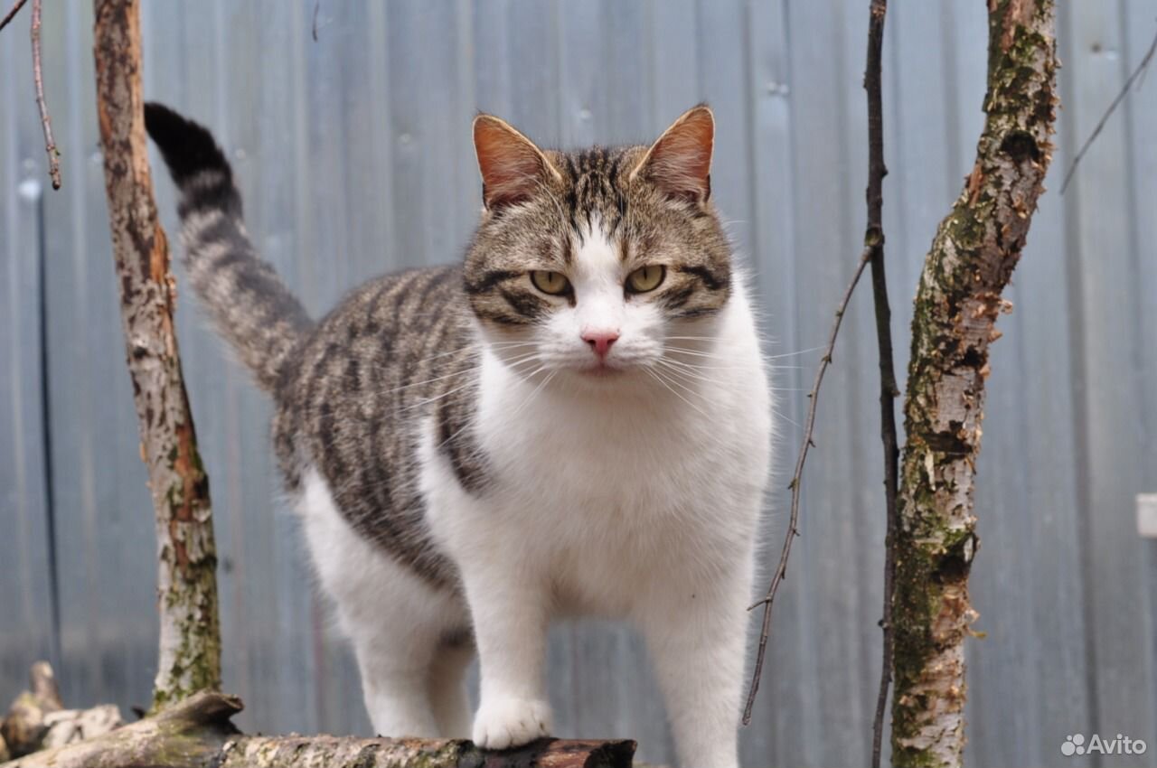 Котик Бэрримор