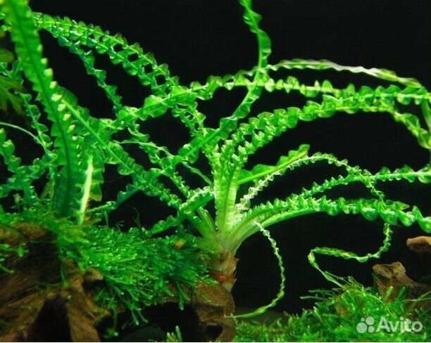 Аквариумное растение
