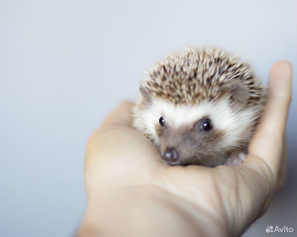 Очаровательные карликовые ежики из питомника