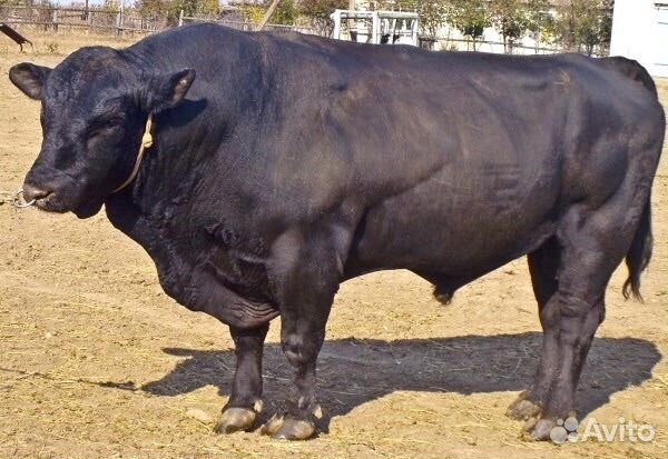 Телята бычки абердинно-ангуской породы с доставкой