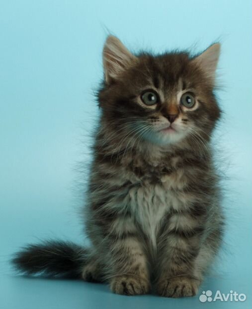 Сибирский котенок от чемпионов с док-ми