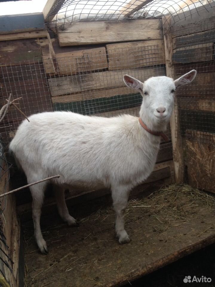 Альпийско нубийские козочки