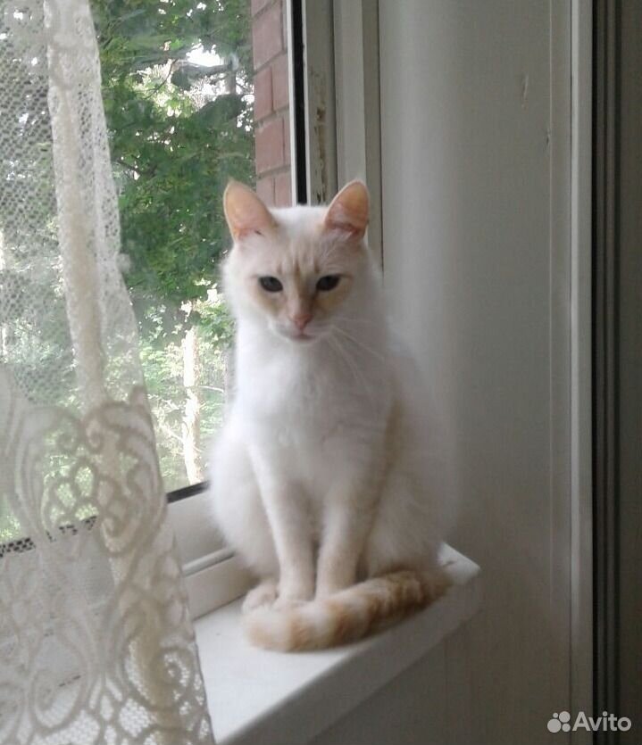 Белая, плюшевая, молодая, роскошная кошка