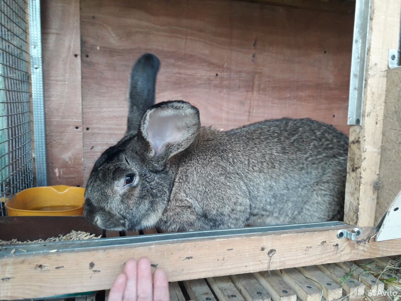 "Фландеры" продажа