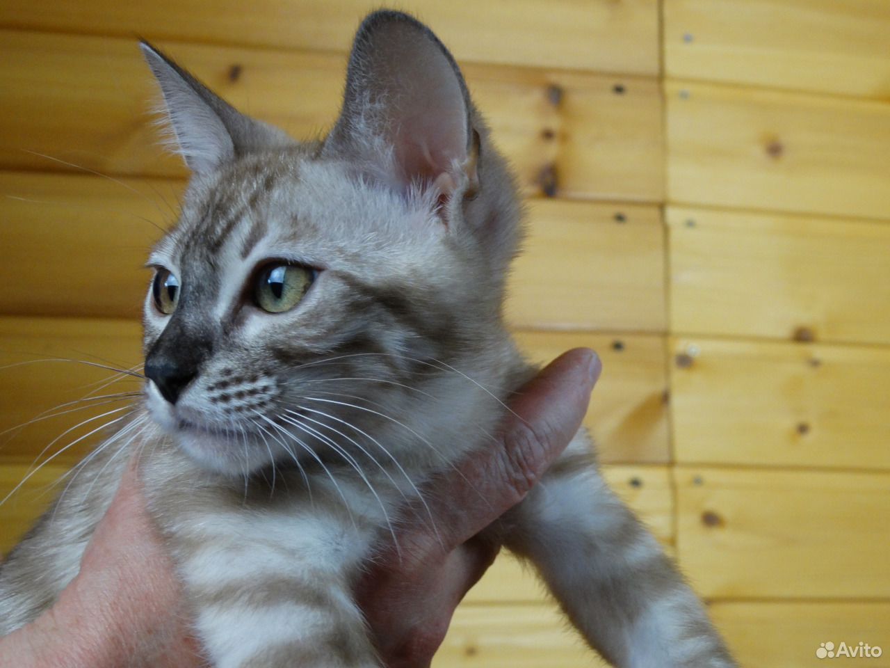 Бенгальская кошечка угольная снежка