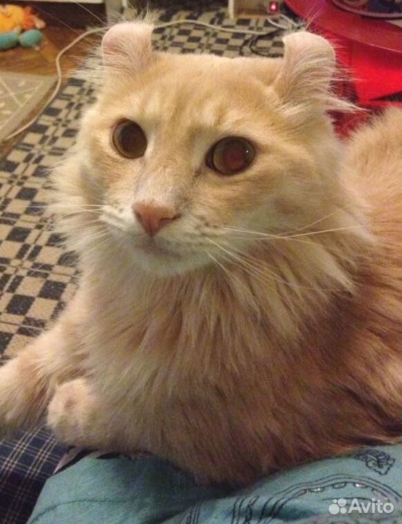 Ушки-завитушки - Американские керлы