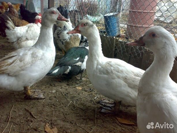 Семья индоуток, гусей: линда, крупный серый, рейнс