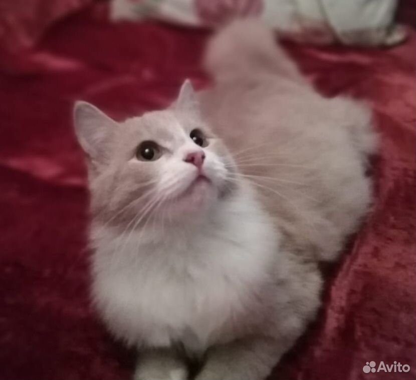 Отдается кот персикового с белым цвет (рыженький)