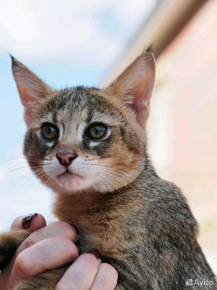 Чаузи 65 дикой крови