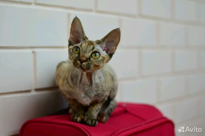 Девон рекс кошечка