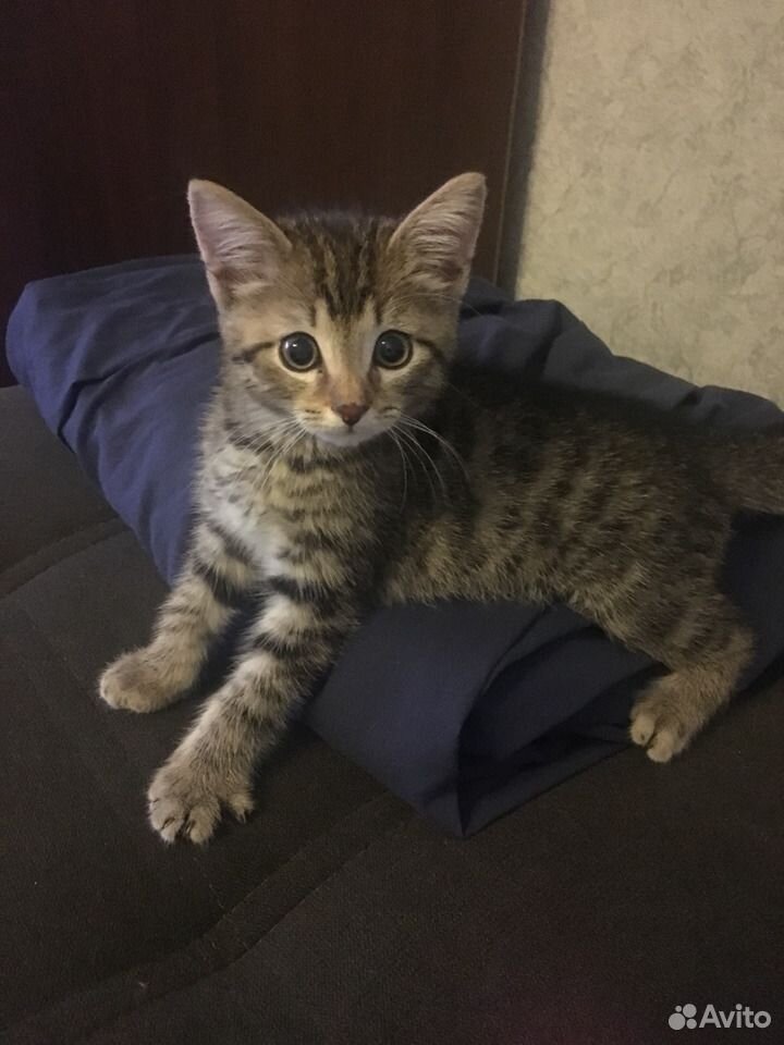 Котёнок