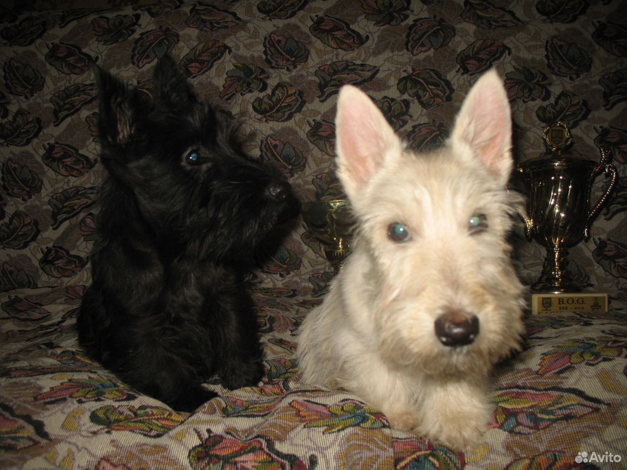 Скотч терьера пшеничные щенки