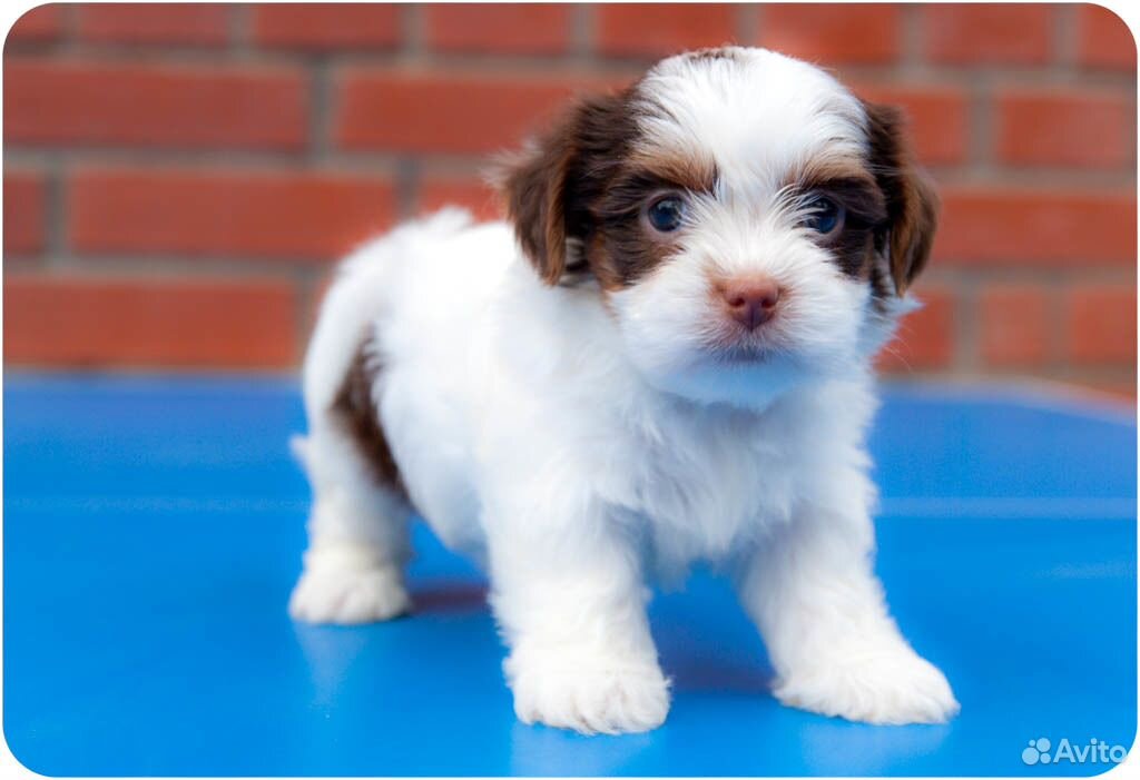 Малыши биро Йорка