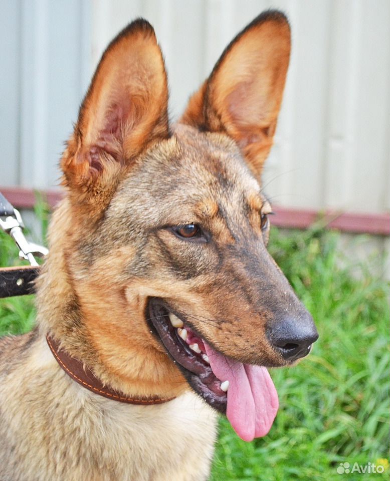 Кайли. 1,5 года. Собака для семью