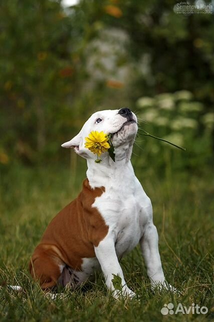 Стаффики-тяжики из питомника