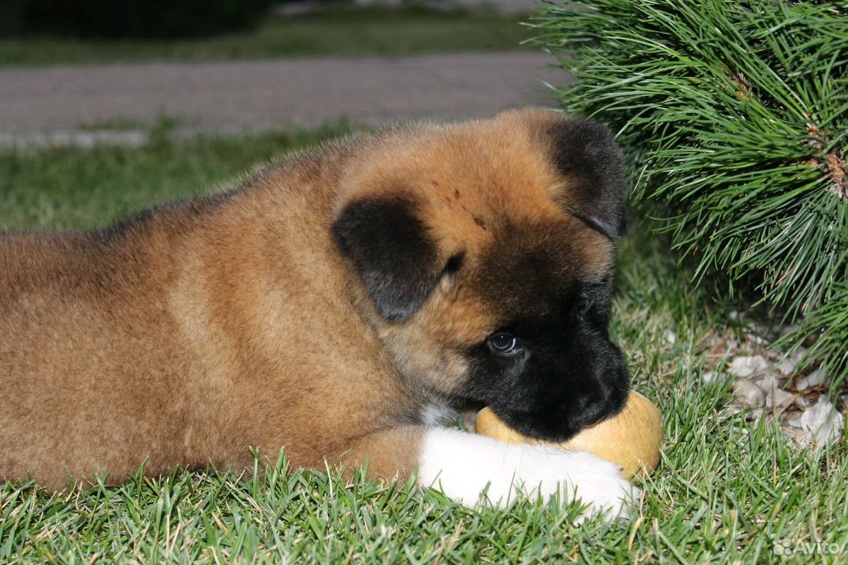 Американка, щенки акита