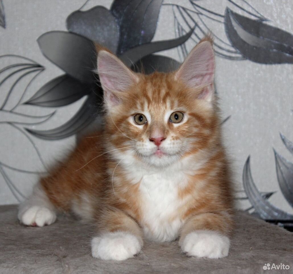 Малыш-Майбах- Здравствуйте/Царь. Брутальный мачо