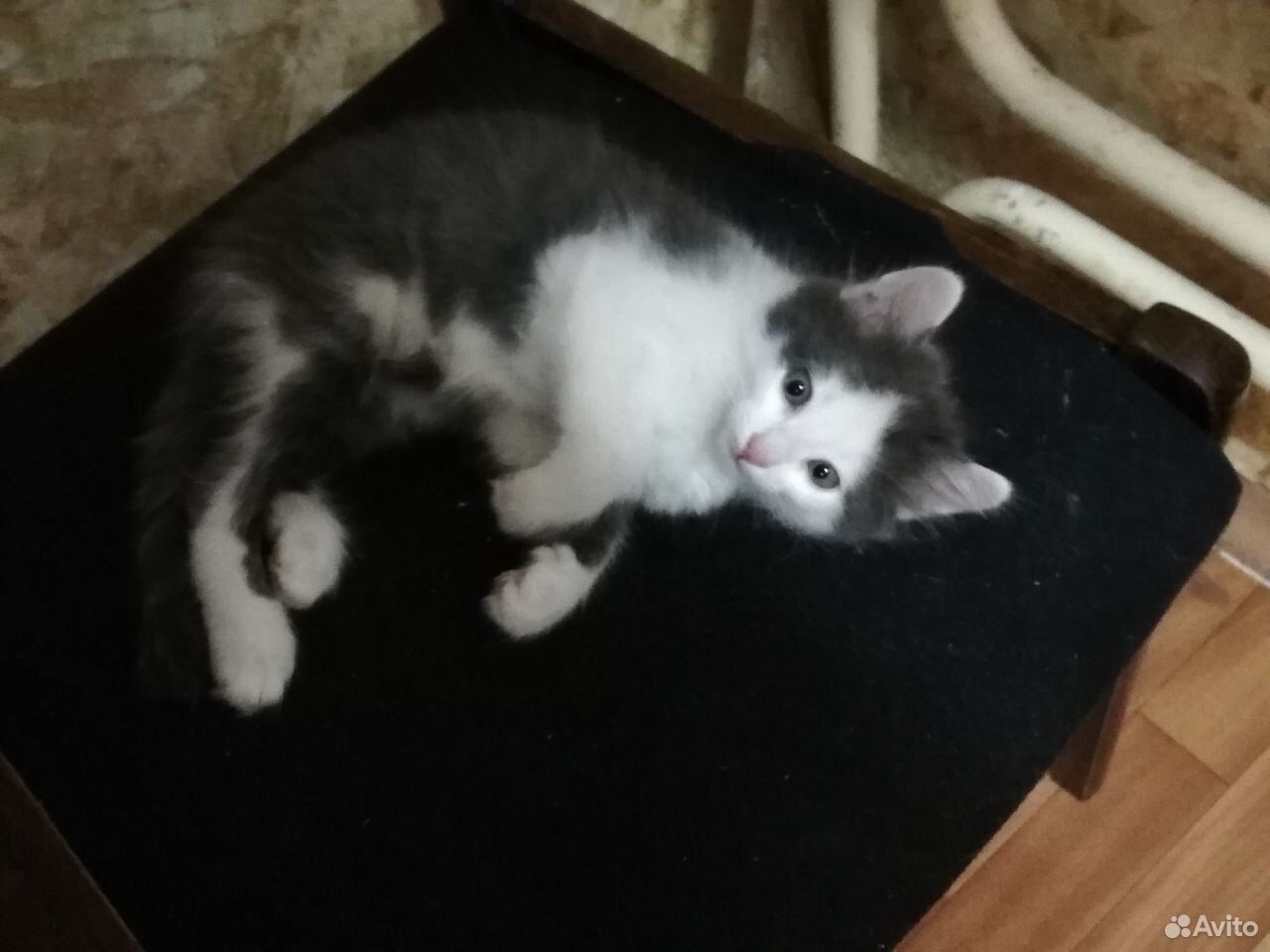 Котик окраса "Хаски"