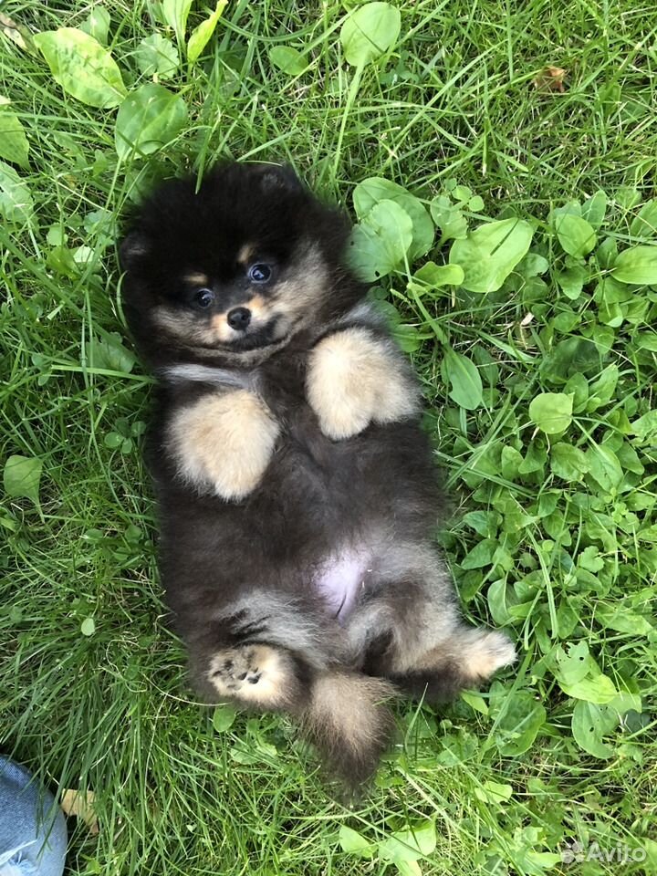 Шикарная черно подпалая девочка