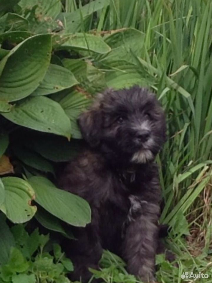 Щенки " Фландрского Бувье " мальчики и девочки