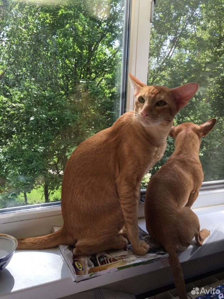 Ориентальный Котик для вязки