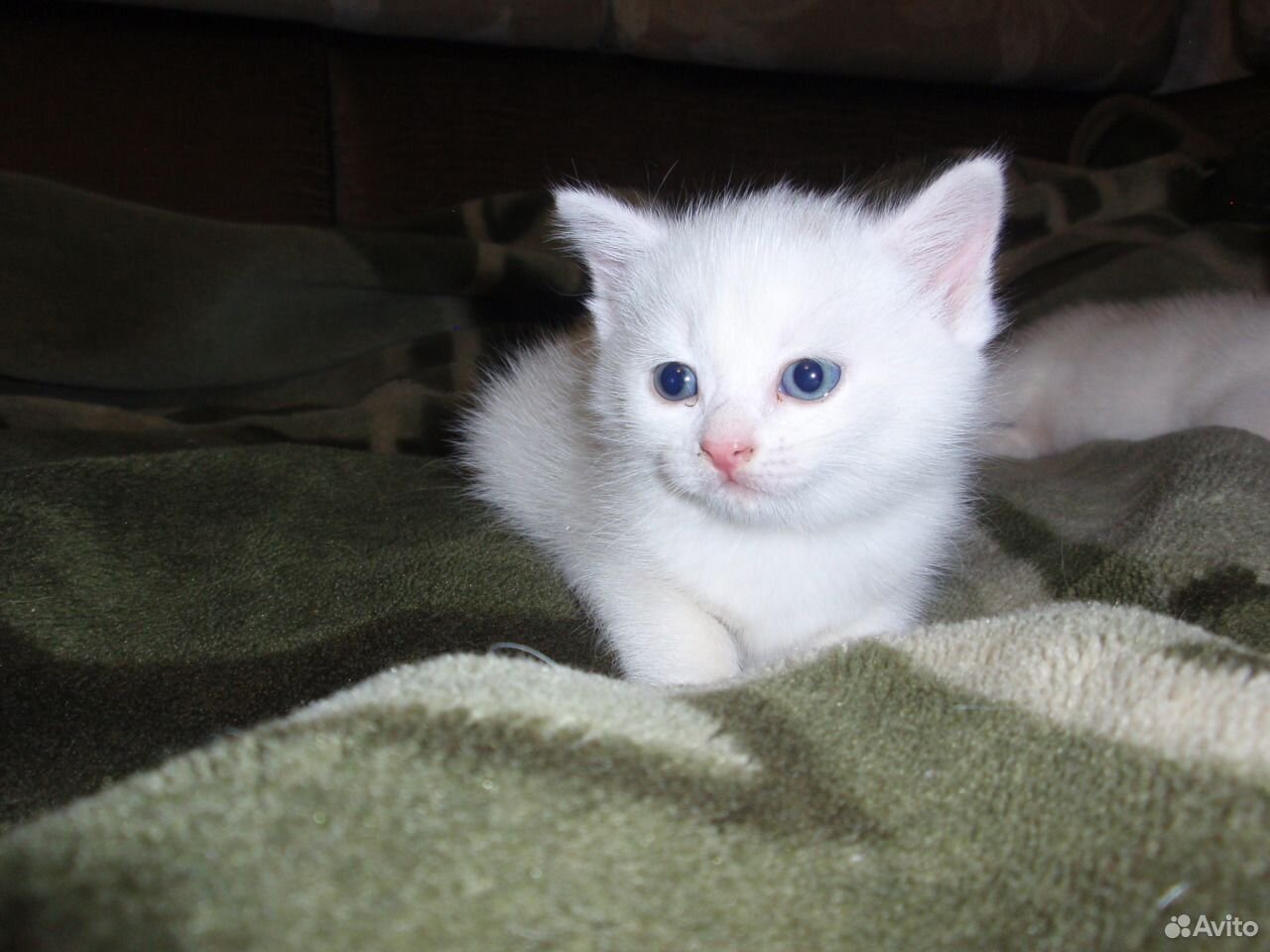 Котёнок.Мальчик