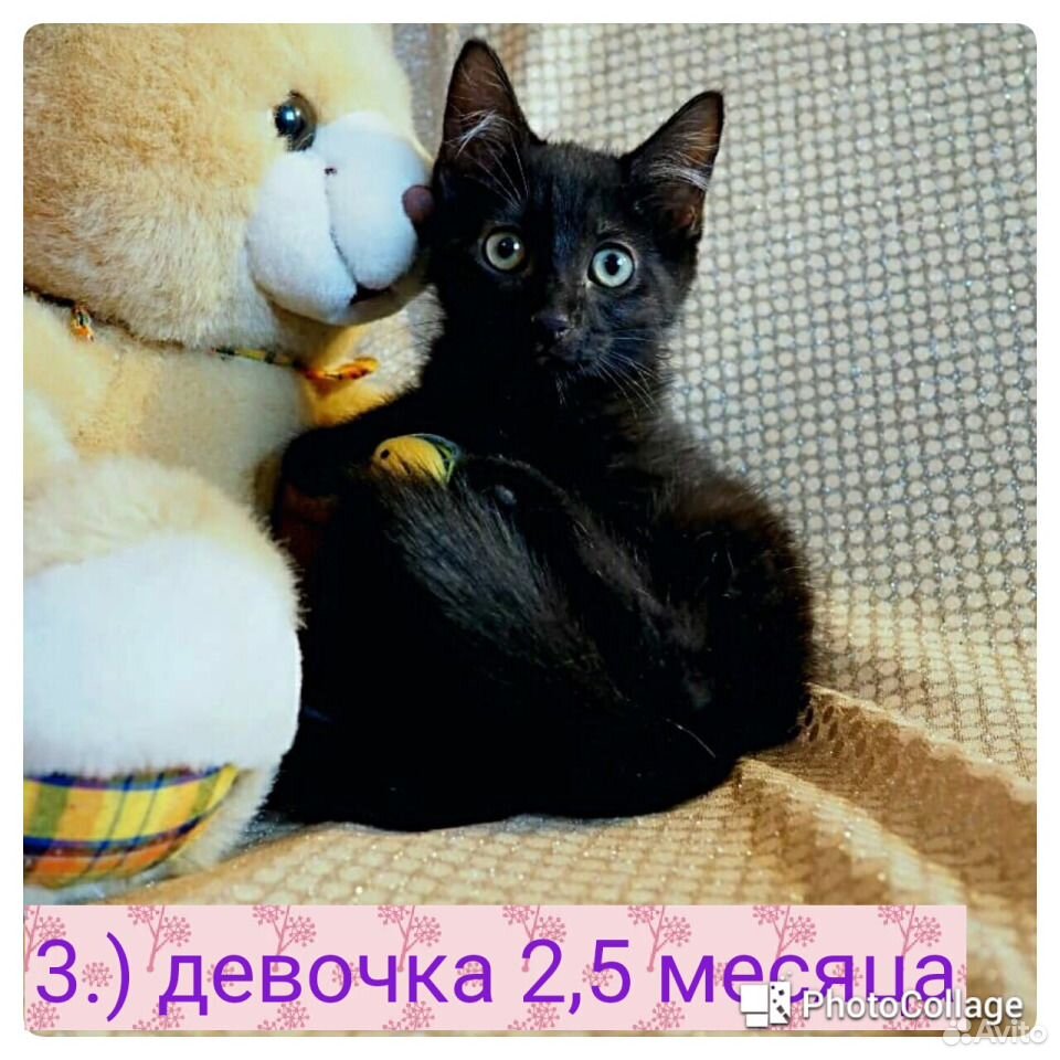 Котёночек -девочка блэкки, чёрненькая, 2.5 месяца
