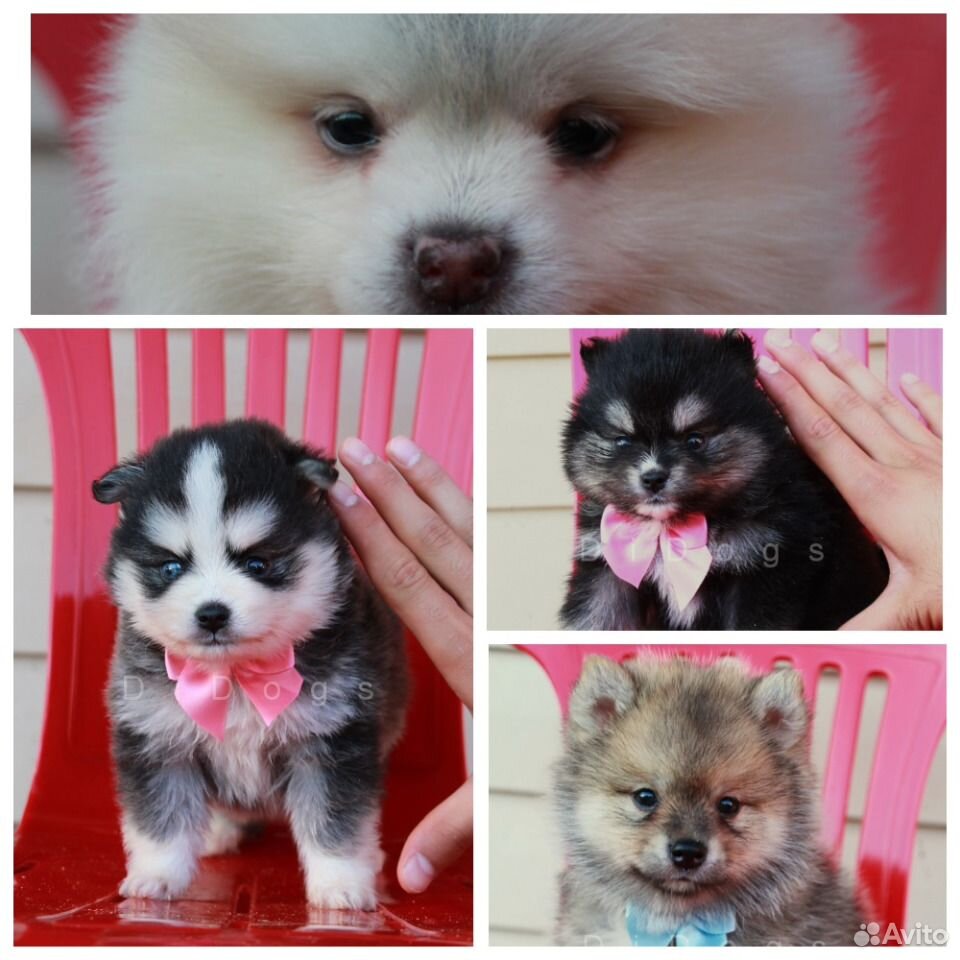 Свободные каре и голубоглазые Мини Хасики, Помски