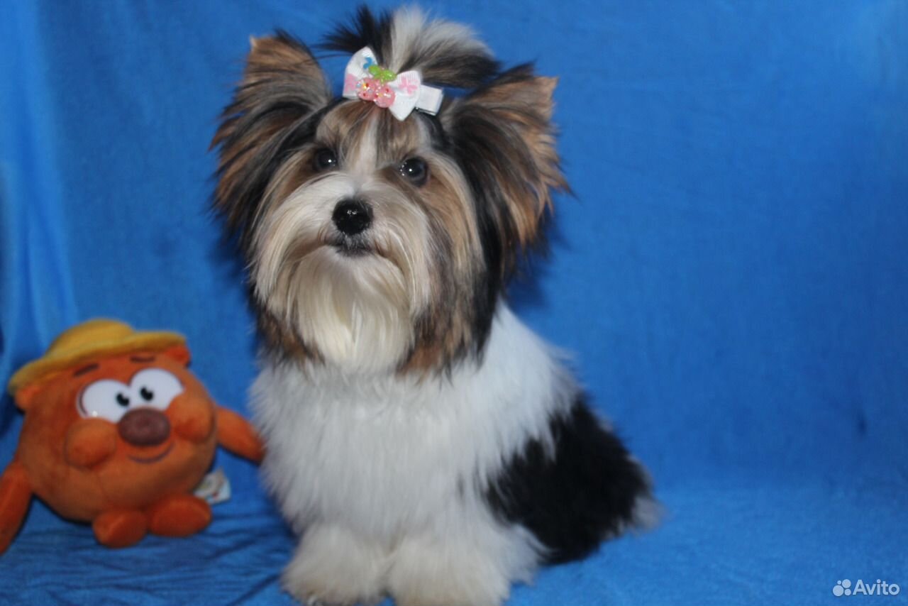 Ласковые детки