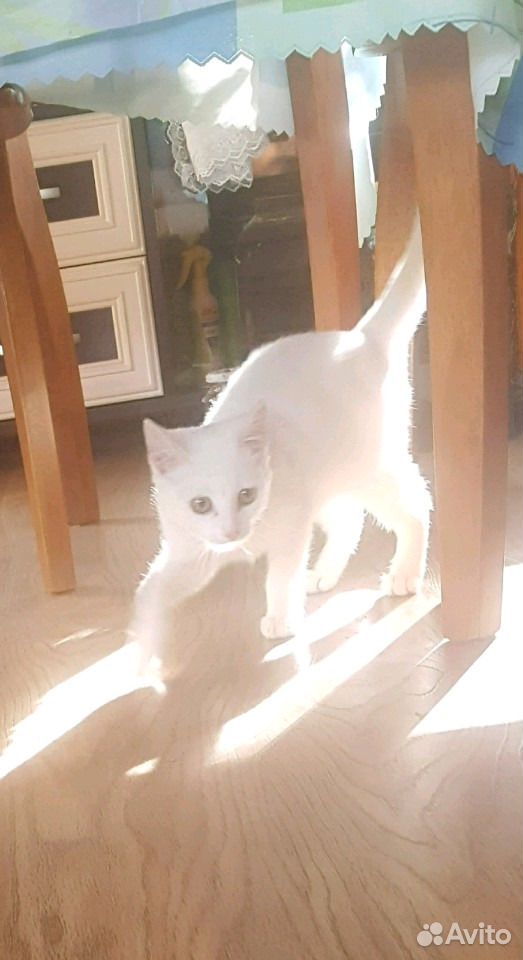 Белый котёнок