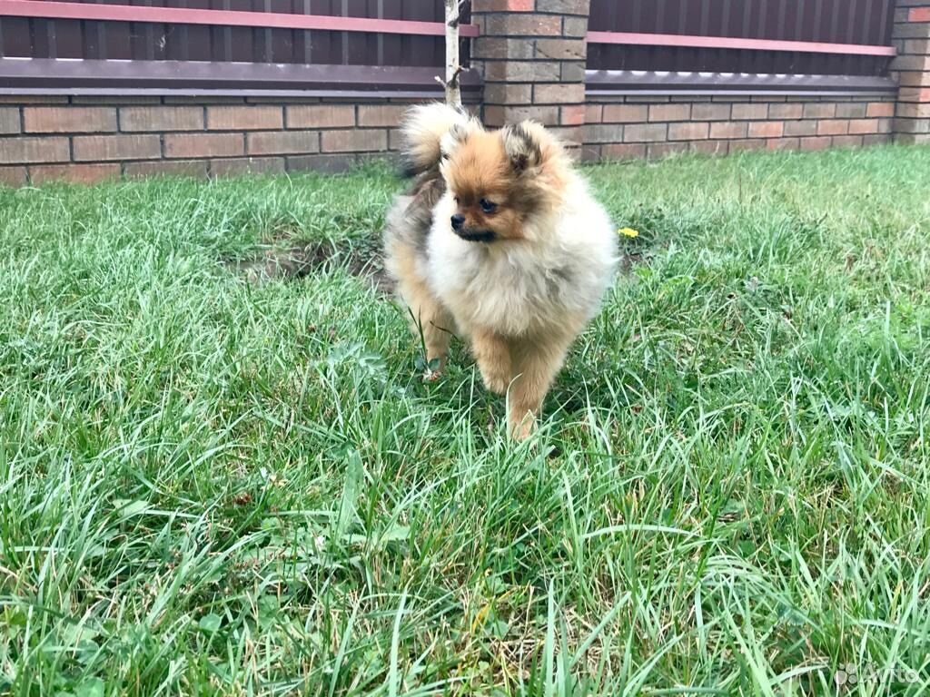 Щенки (девочки) померашки