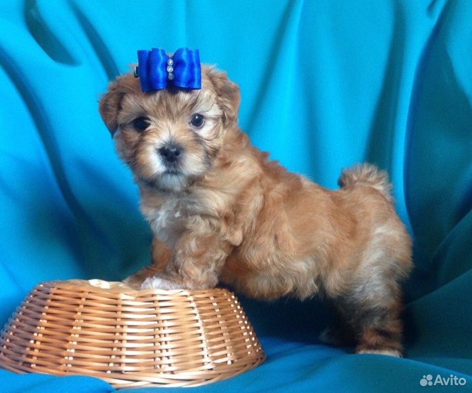 Красивые щенки