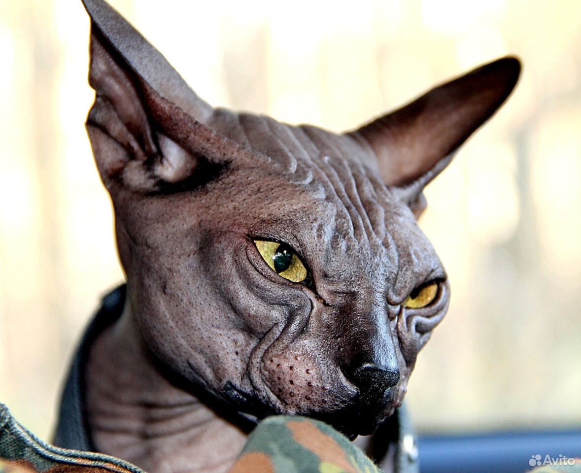 Шикарный кот. Вязка