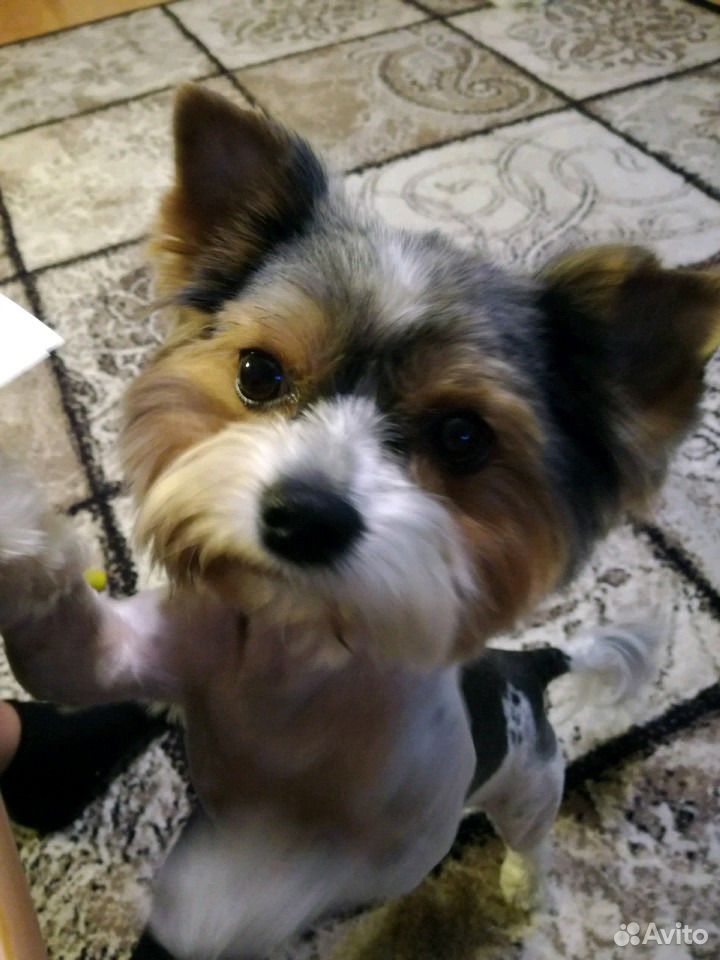 Бивер. Вязка