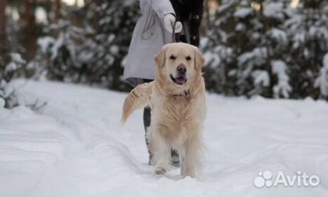 Золотистый ретривер вязка