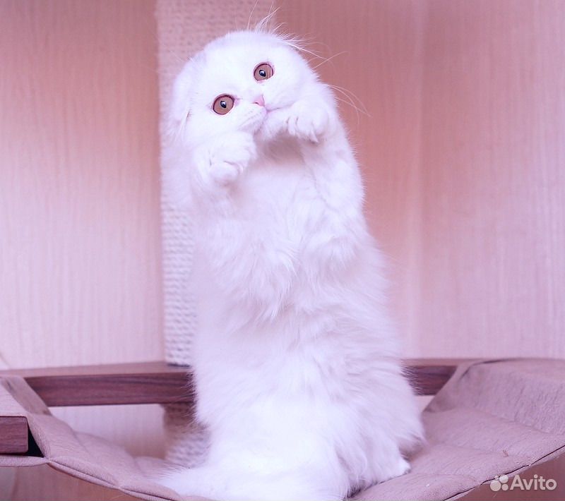 Хайленд Фолд Белоснежная красотка