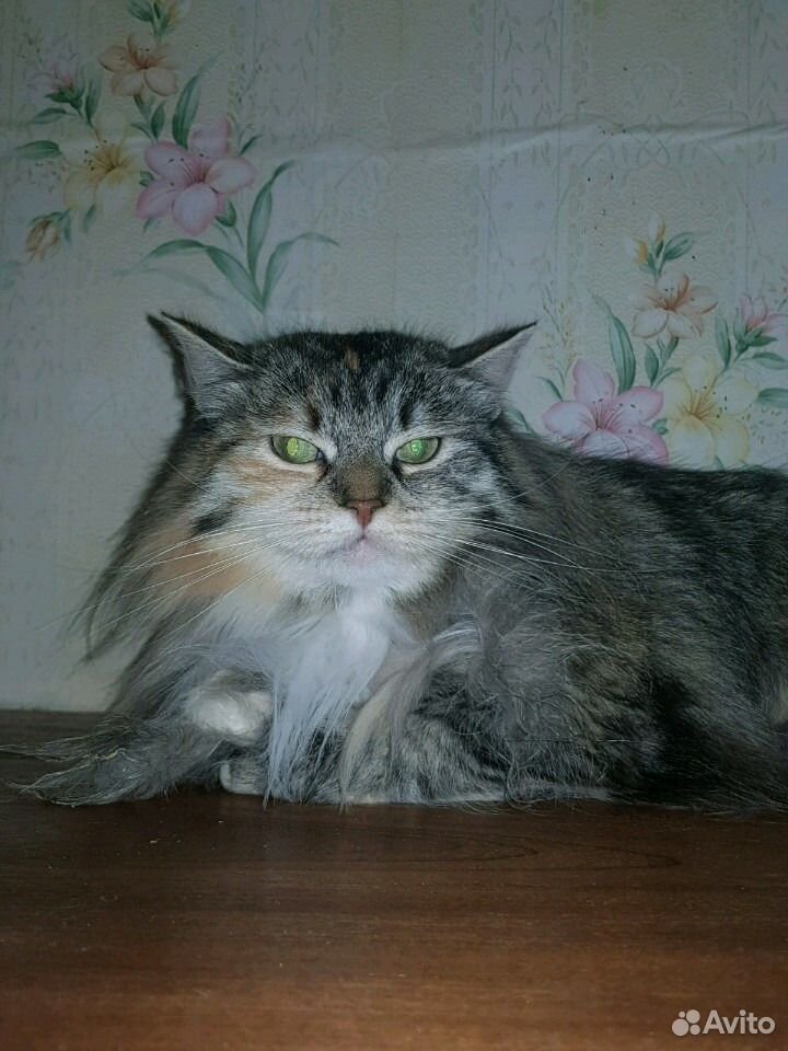 Сибирская кошка Шерри 1,5 года, стерилизованная
