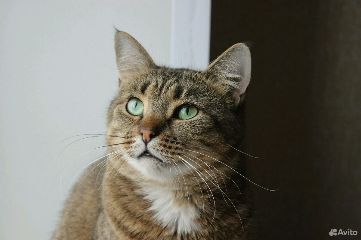 Кошка Корица
