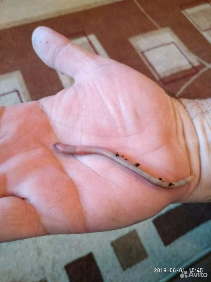 Черви (дендробена)