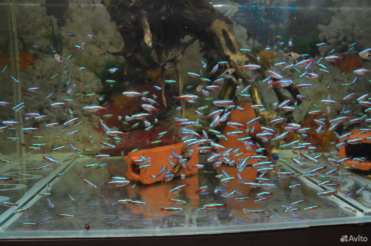 Аквариумные рыбки собственного разведения