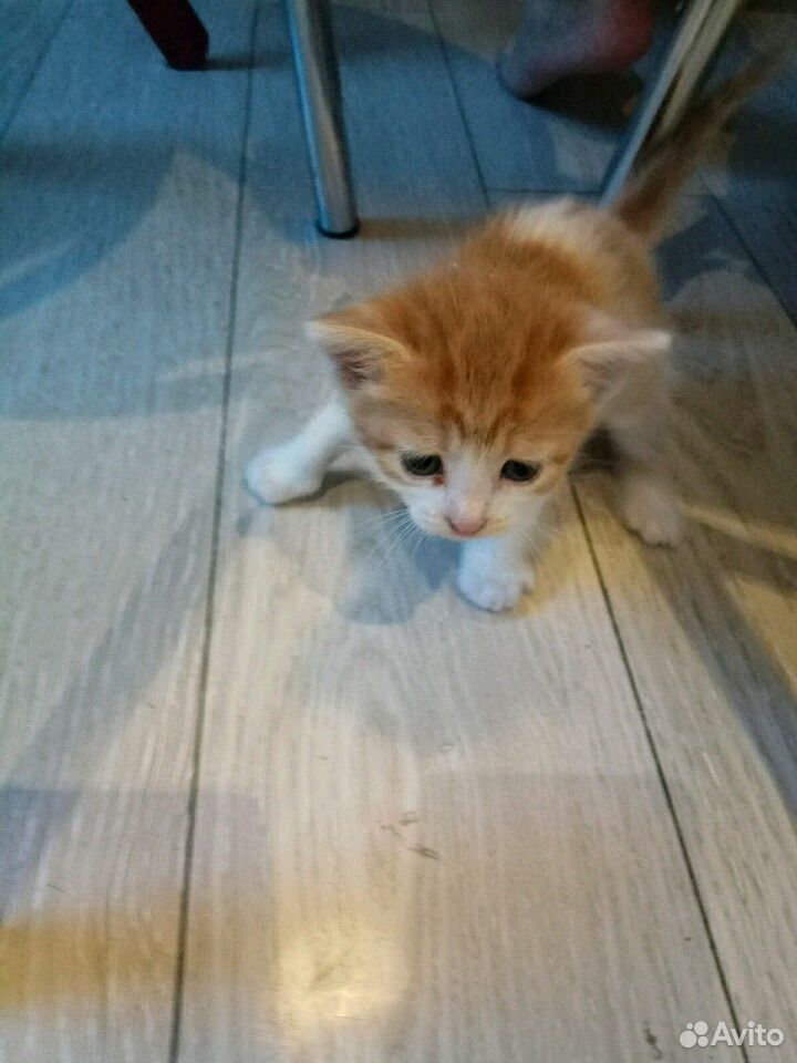 Котята