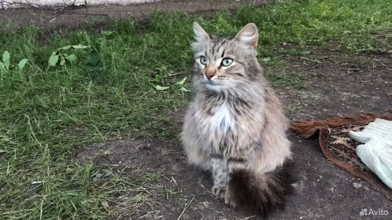 Норвежская лесная кошечка, молодая, тигровая пушис