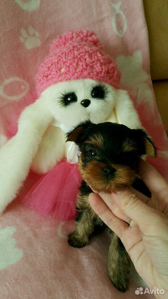 Шикарные девочки йорка