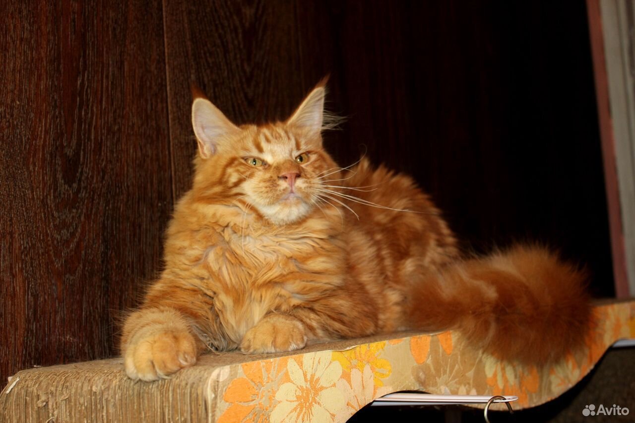 Синьор помидор