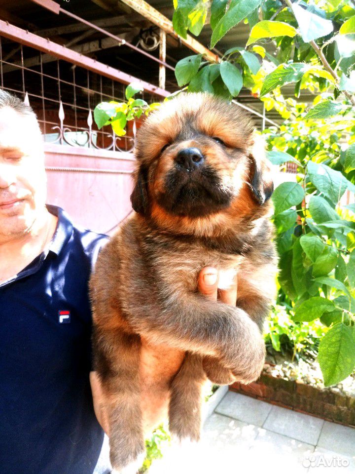 Мальчик в львином типе