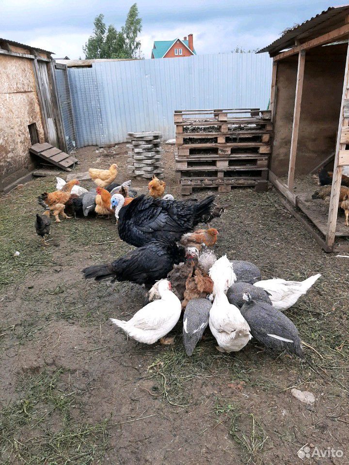 Птица с частного подворья